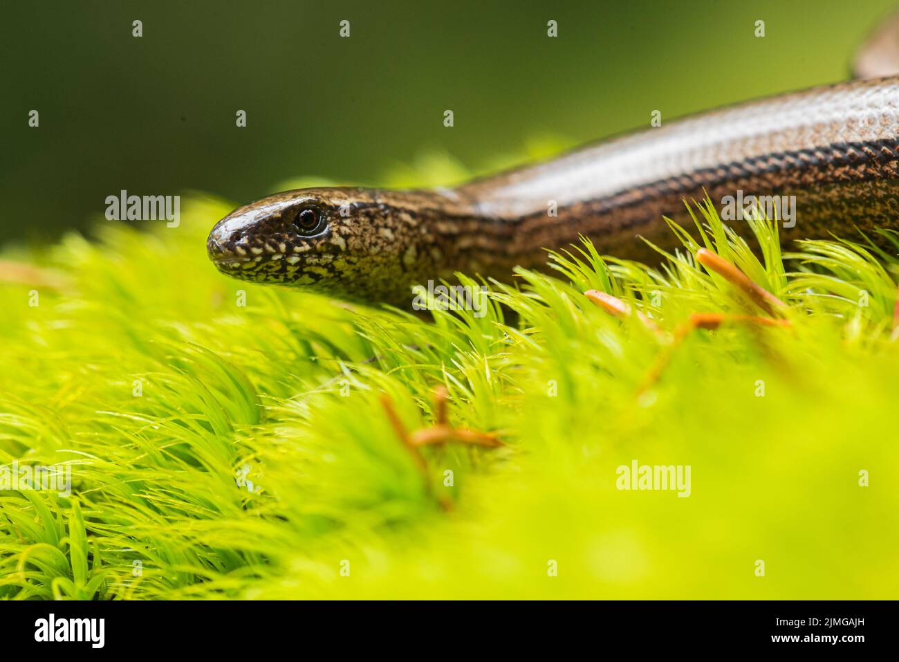 Slowworm (Anguis fragilis Stock Photo - Alamy