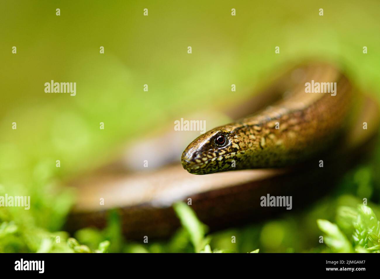 Slowworm (Anguis fragilis Stock Photo - Alamy