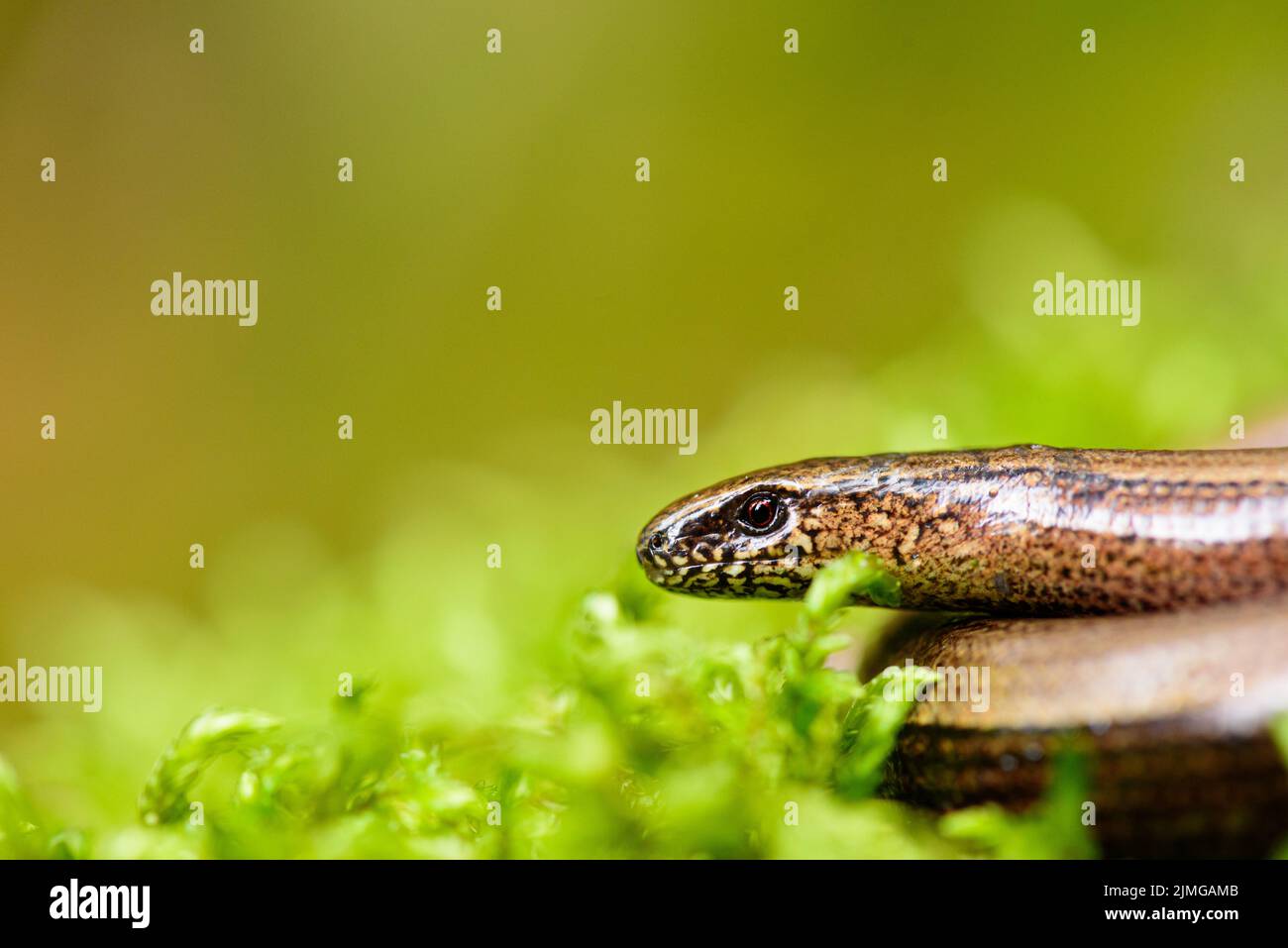Slowworm (Anguis fragilis Stock Photo - Alamy