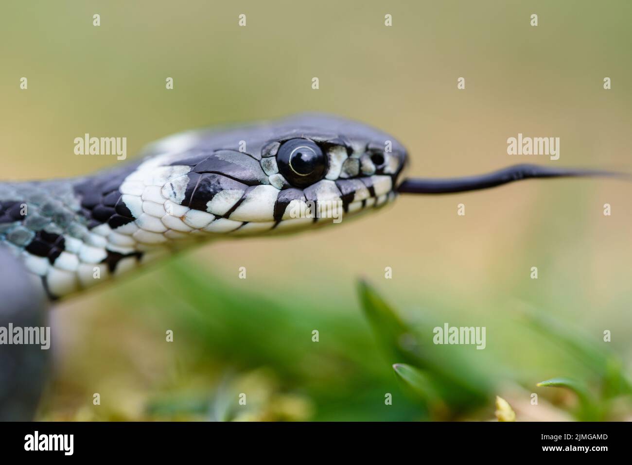 Grass Snake (Natrix natrix Stock Photo - Alamy