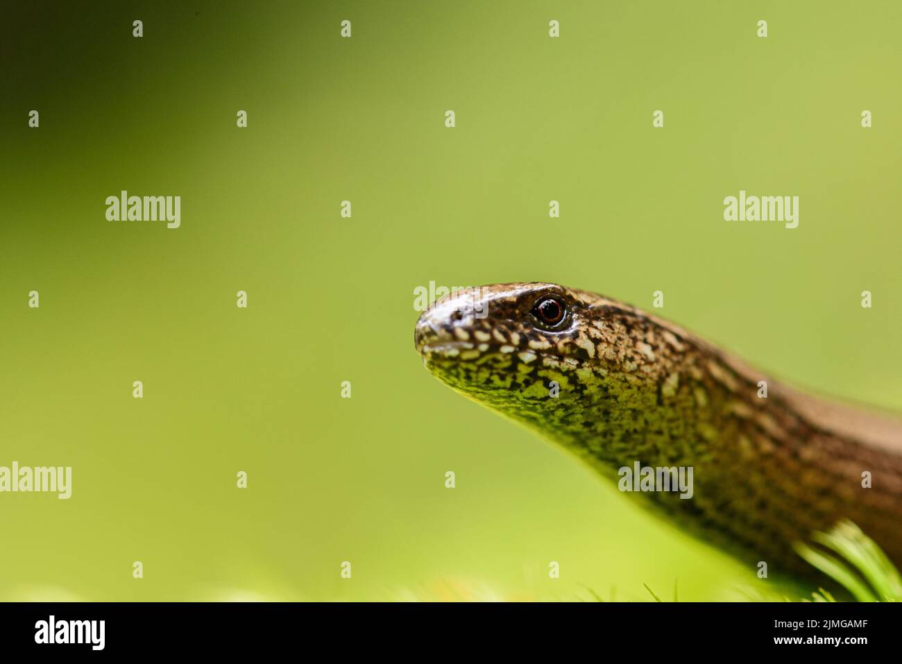 Slowworm (Anguis fragilis Stock Photo - Alamy