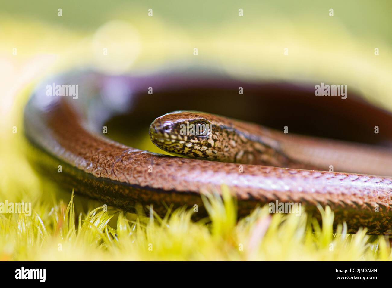Slowworm (Anguis fragilis Stock Photo - Alamy