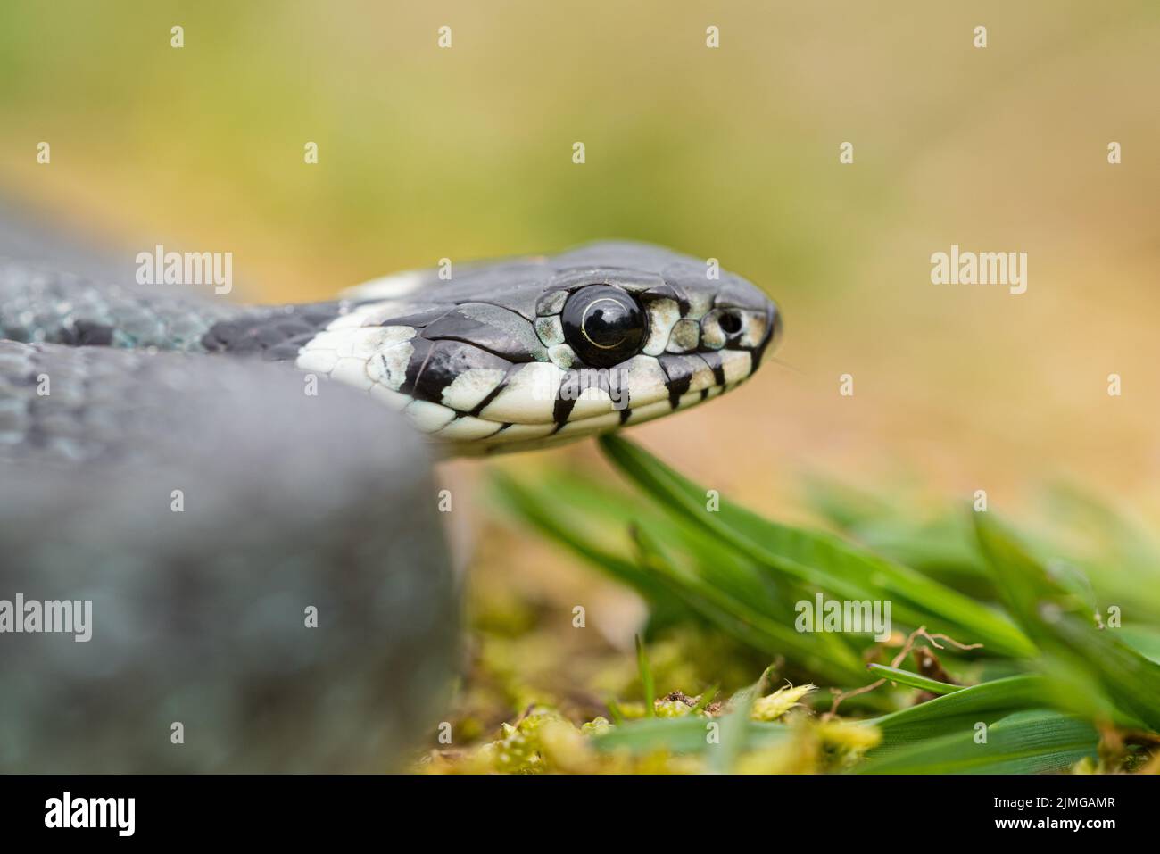Grass Snake (Natrix natrix Stock Photo - Alamy