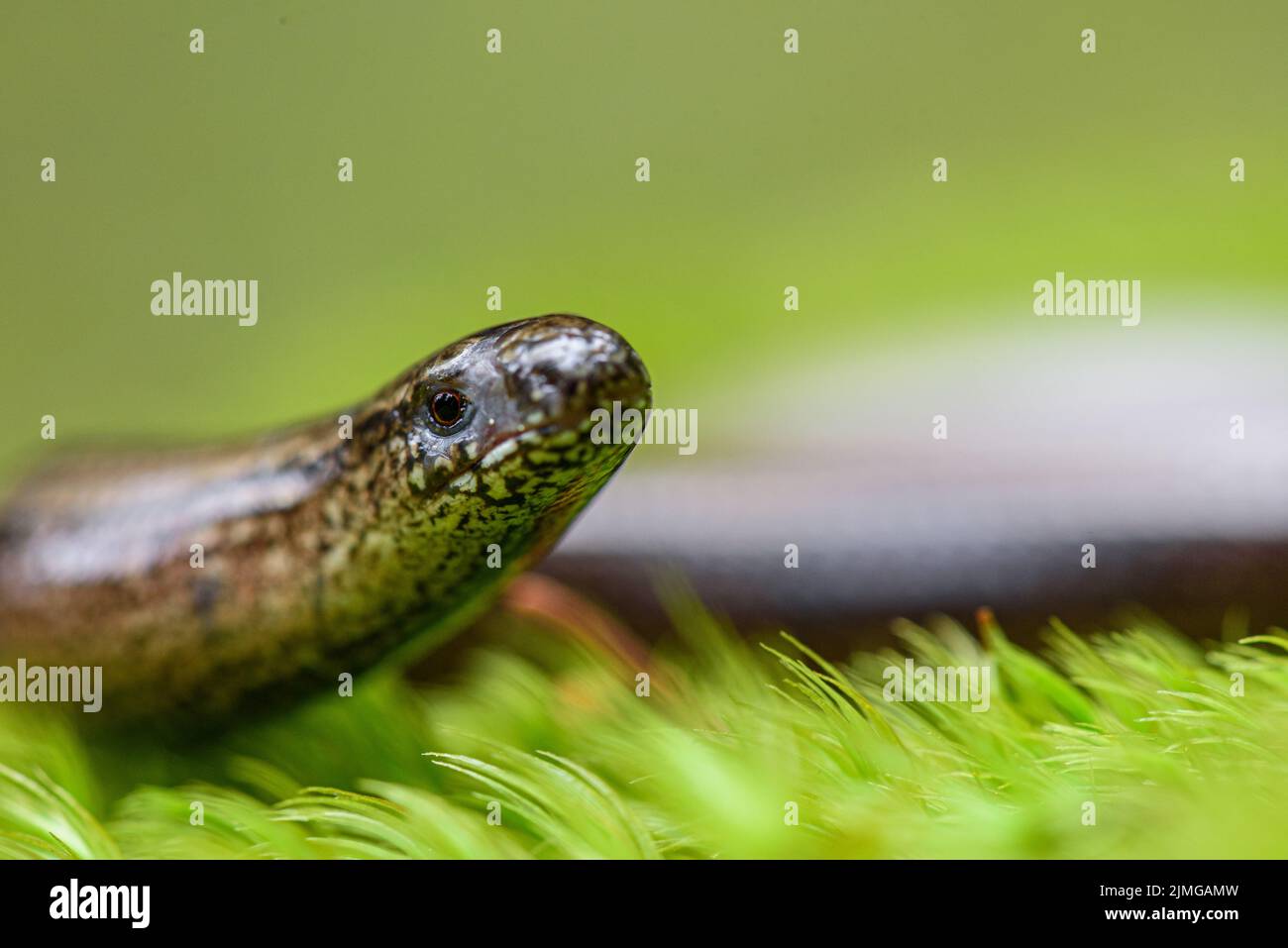 Slowworm (Anguis fragilis Stock Photo - Alamy