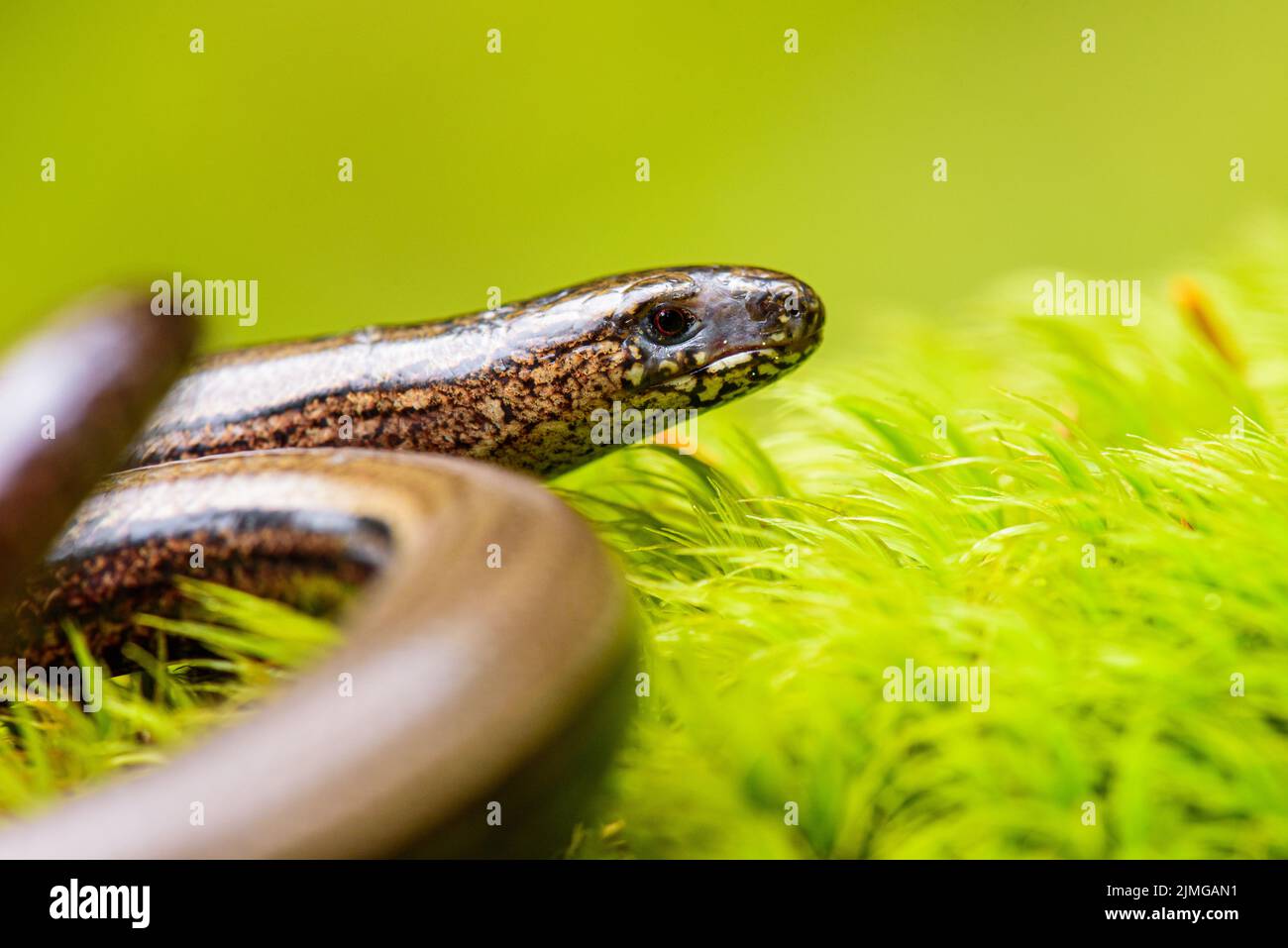 Slowworm (Anguis fragilis Stock Photo - Alamy