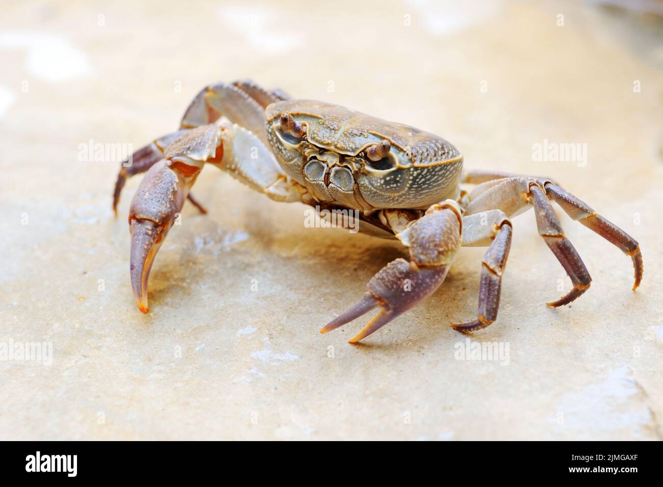 Freshwater land crab Stock Photo - Alamy