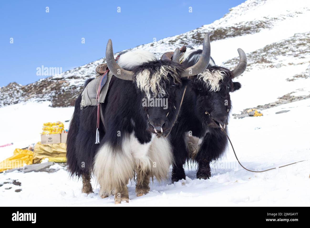 Two yaks standing in snowy mountain for the purpose of adventure ride ...