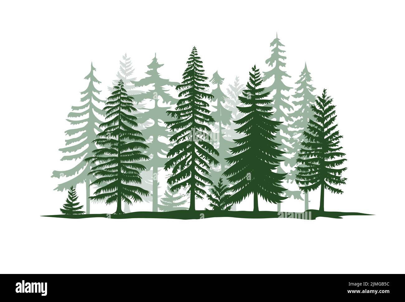 A vector illustration of green pine trees isolated on a white ...