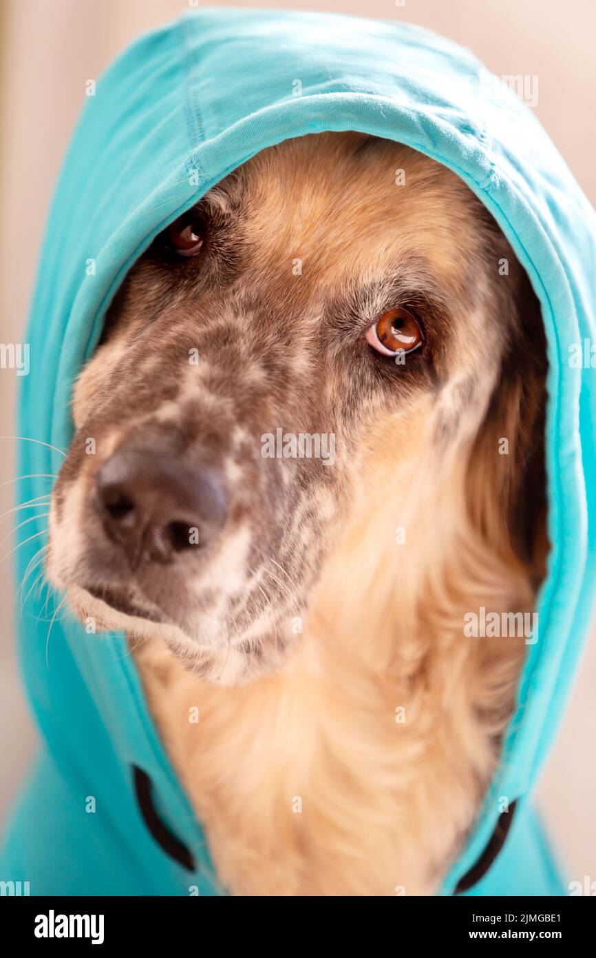 Big dog wearing bright blue hood Stock Photo - Alamy