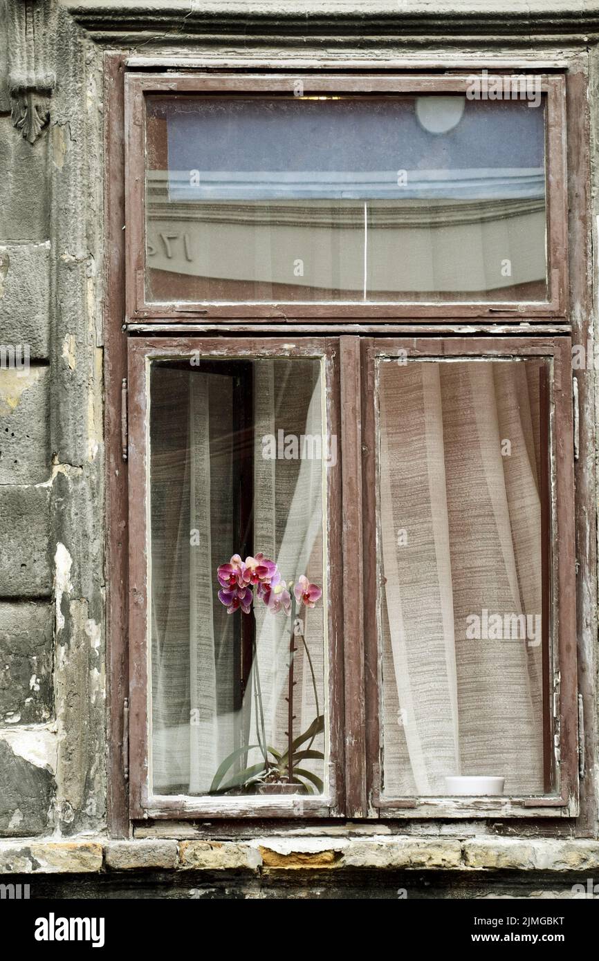 orchid flowers behind the window of an old house in Belgrade, Serbia ...