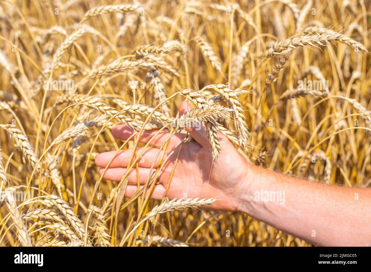 A man touches with his hand the ears of ripe grain in a wheat. Caring ...