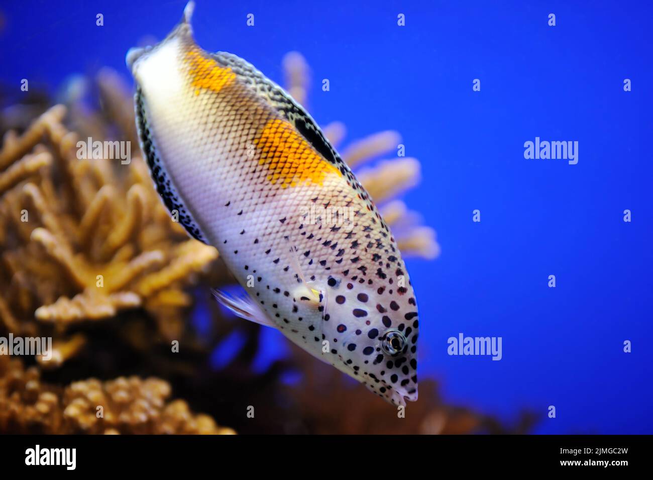 Underwater corals fish hi-res stock photography and images - Alamy