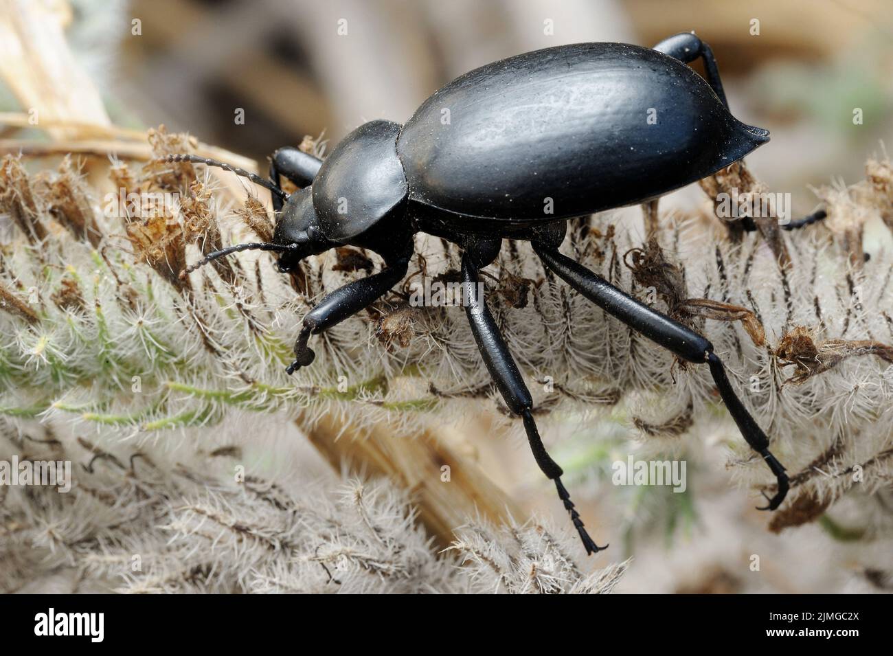 Nature beetles hi-res stock photography and images - Alamy
