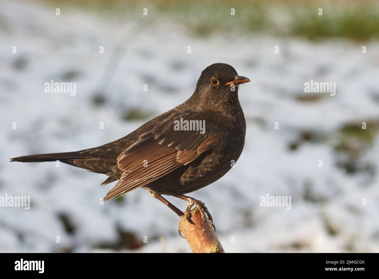 Tudrus merula hi-res stock photography and images - Alamy