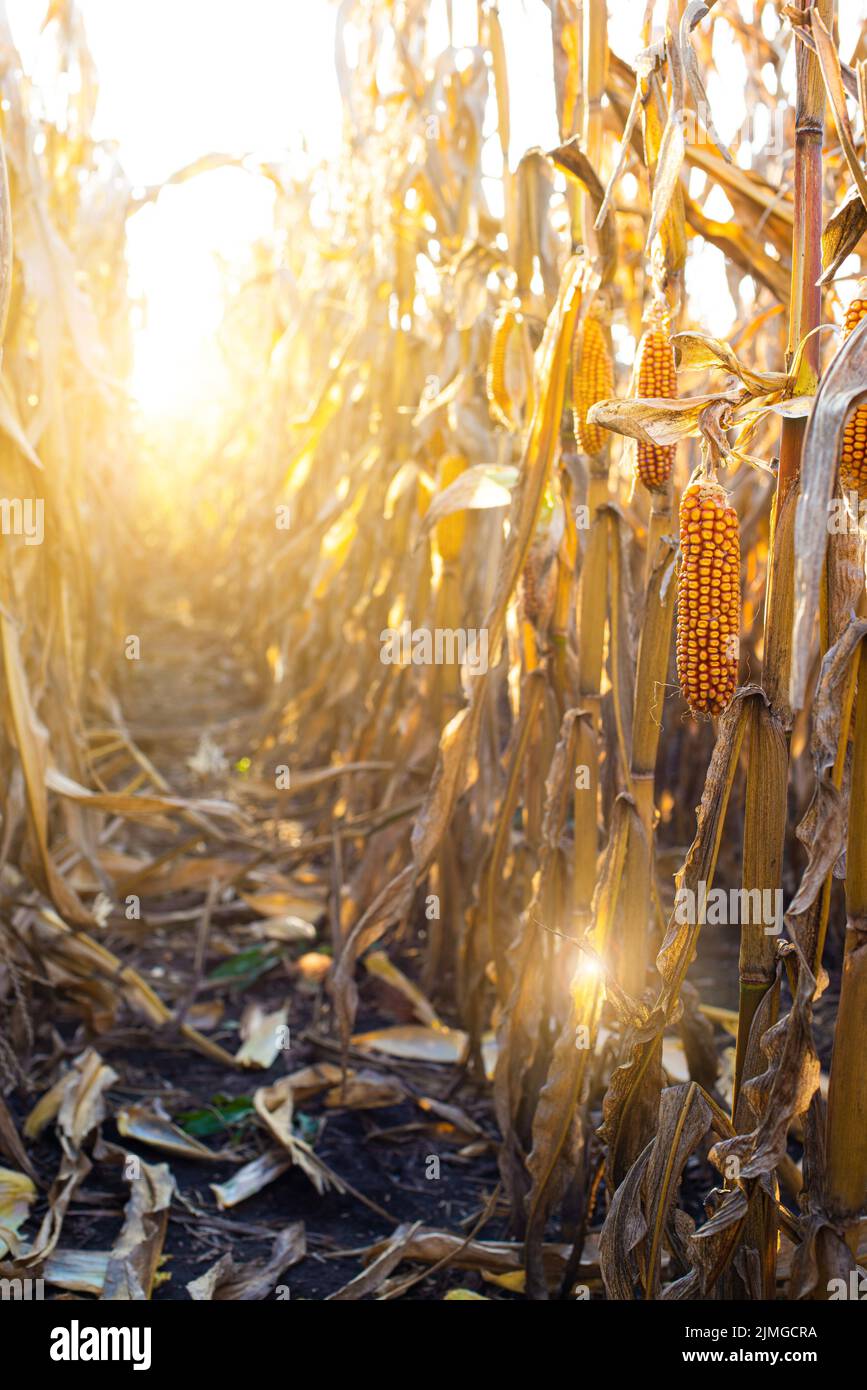 Dry corn stalks with cobs backlit by sun at fields autumn time Stock ...
