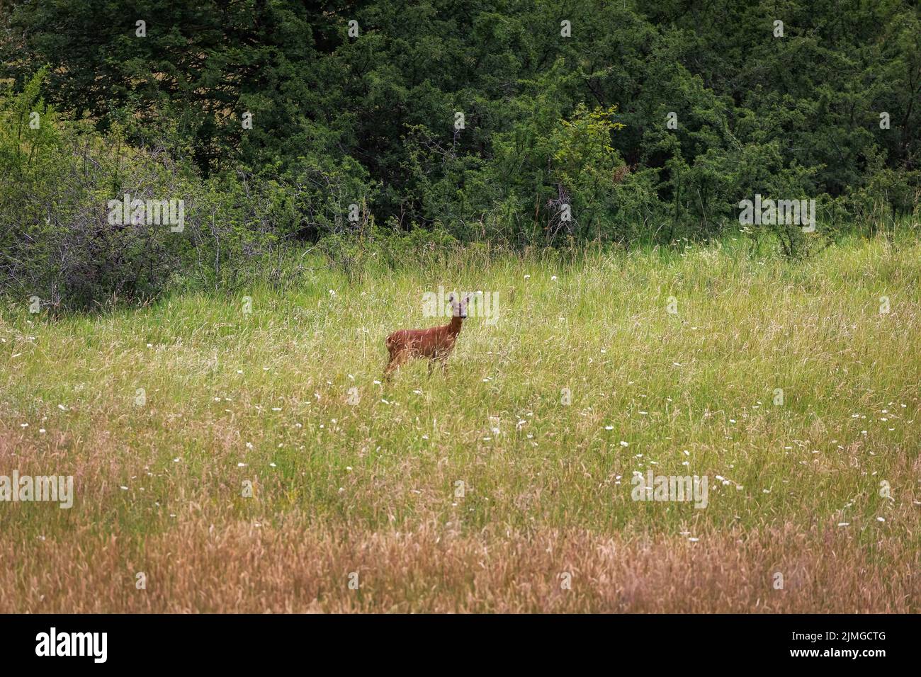 Fawn deer away hi-res stock photography and images - Alamy