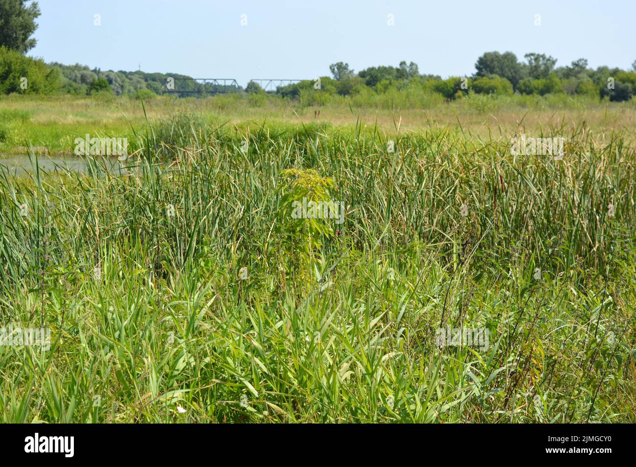Large bushes of reeds are located near the road and illuminated by a ...