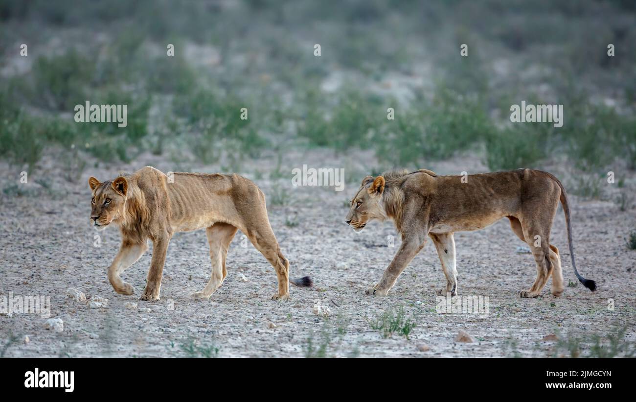 Two young African lion emaciated walking in Kgalagadi transfrontier ...