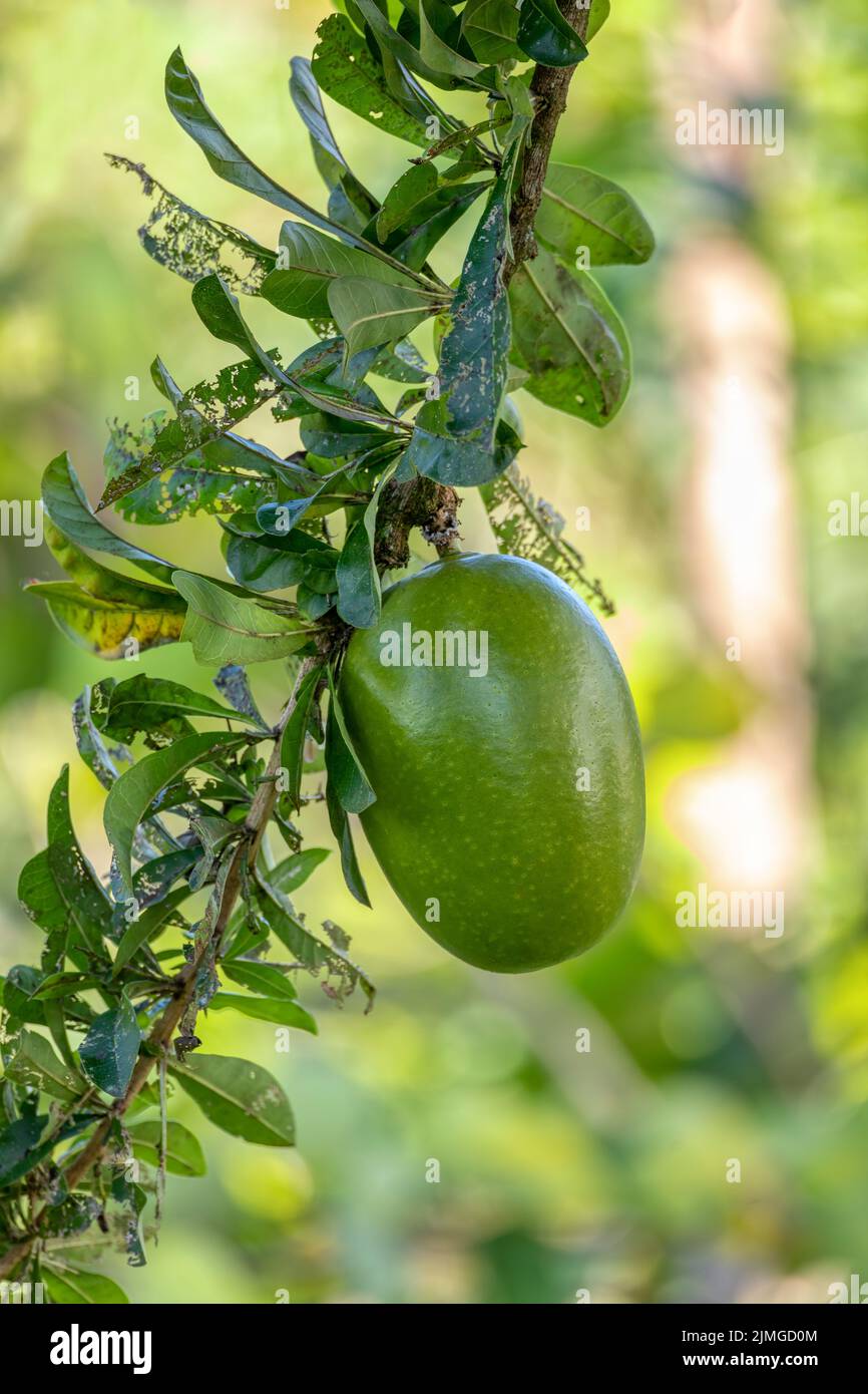 Calabash Tree, Crescentia cujete, Nicoya peninsula, Costa Ric Stock ...