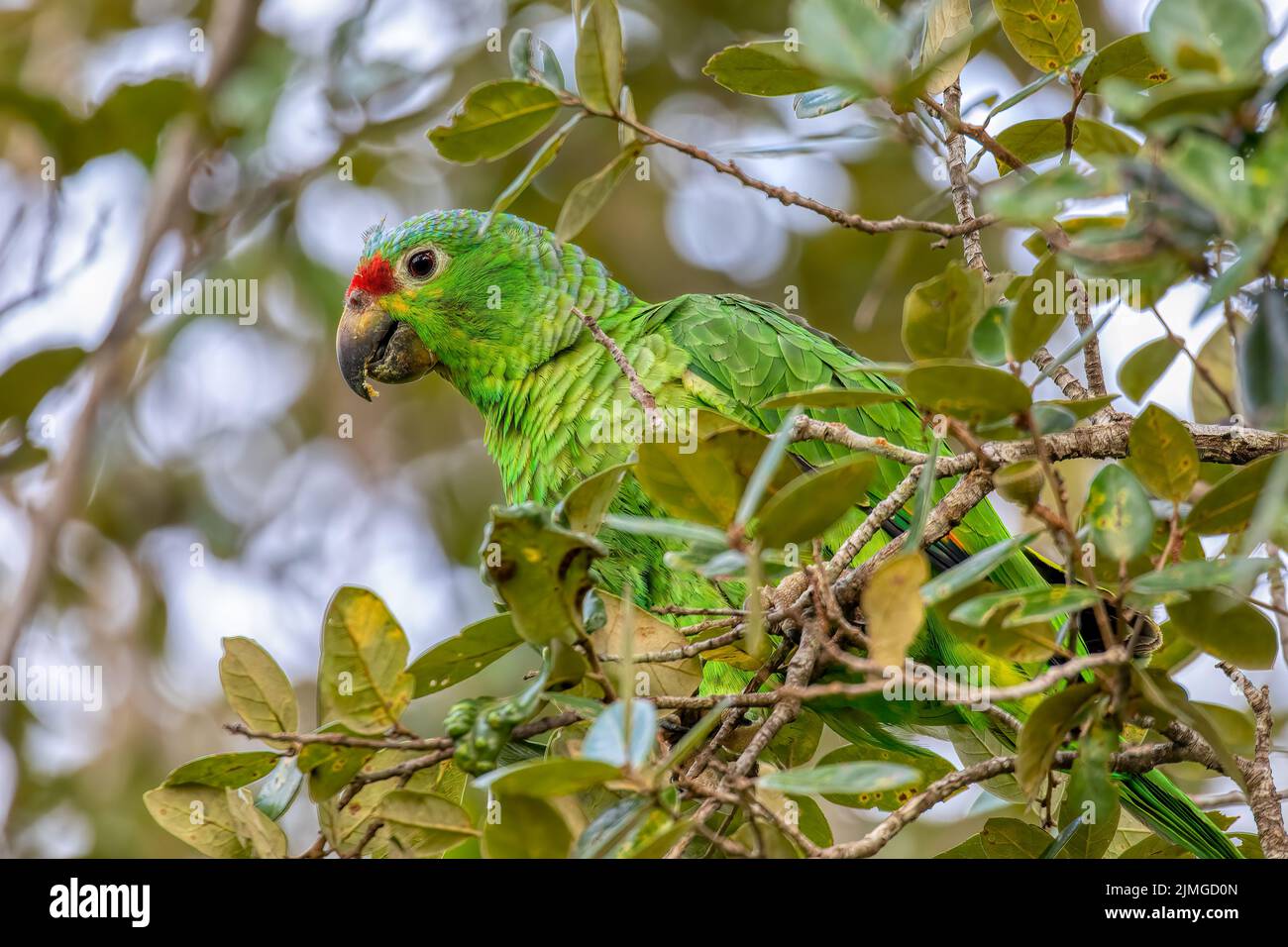 Red-lored amazon or red-lored parrot, Curubande, Costa Rica Stock Photo ...