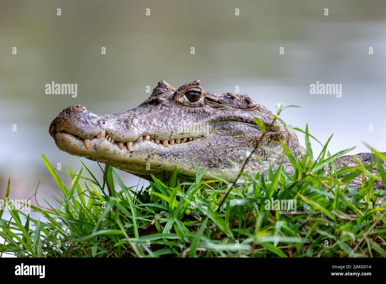 Spectacled caiman, Caiman crocodilus Cano Negro, Costa Rica Stock Photo ...