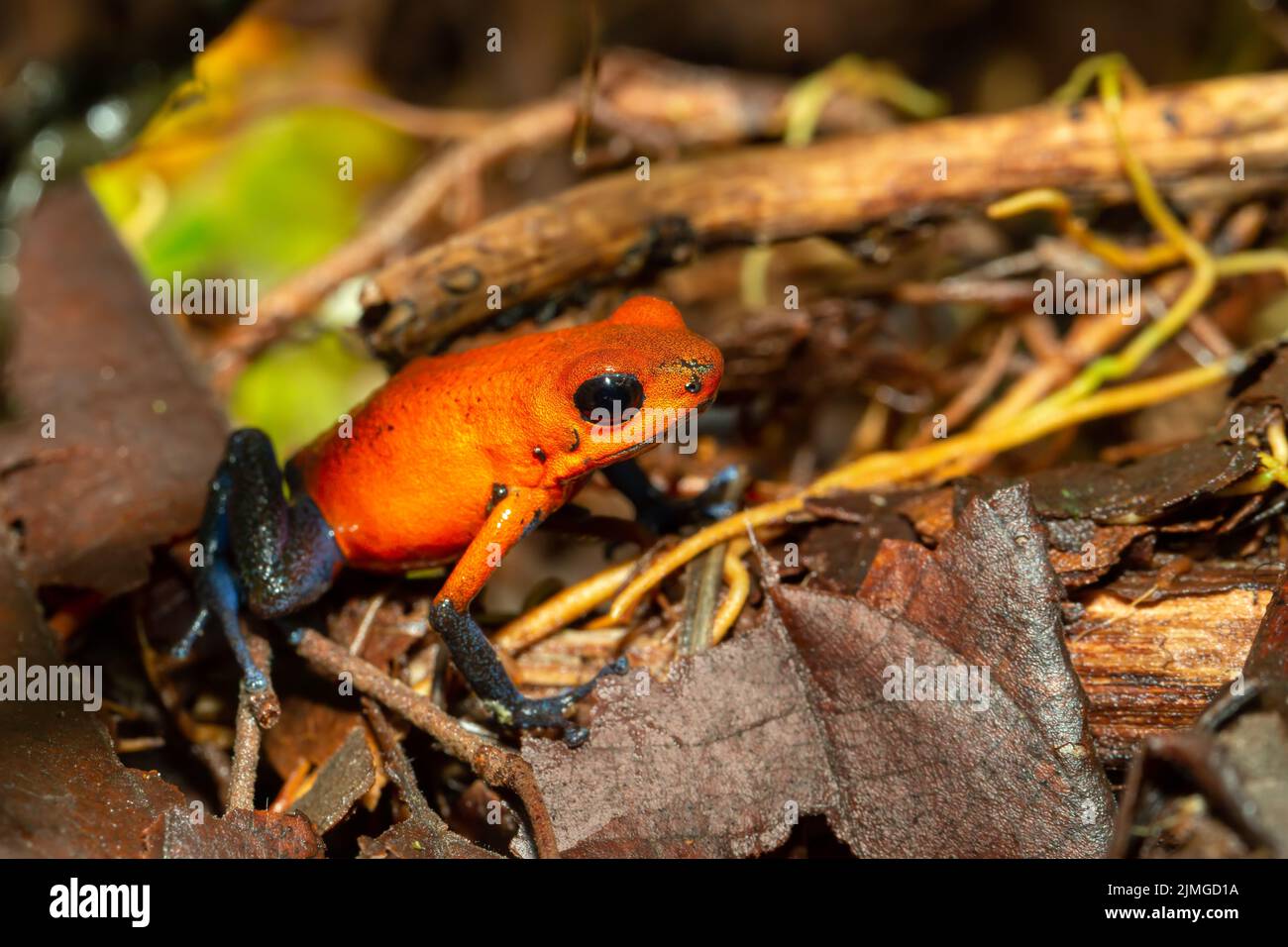 Strawberry poison-dart frog, La Fortuna Costa Rica Stock Photo - Alamy