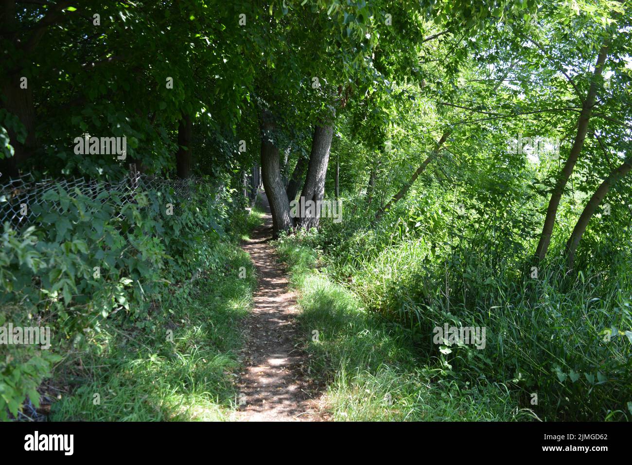 Nature of forest of deciduous trees with a path, a small walking path ...