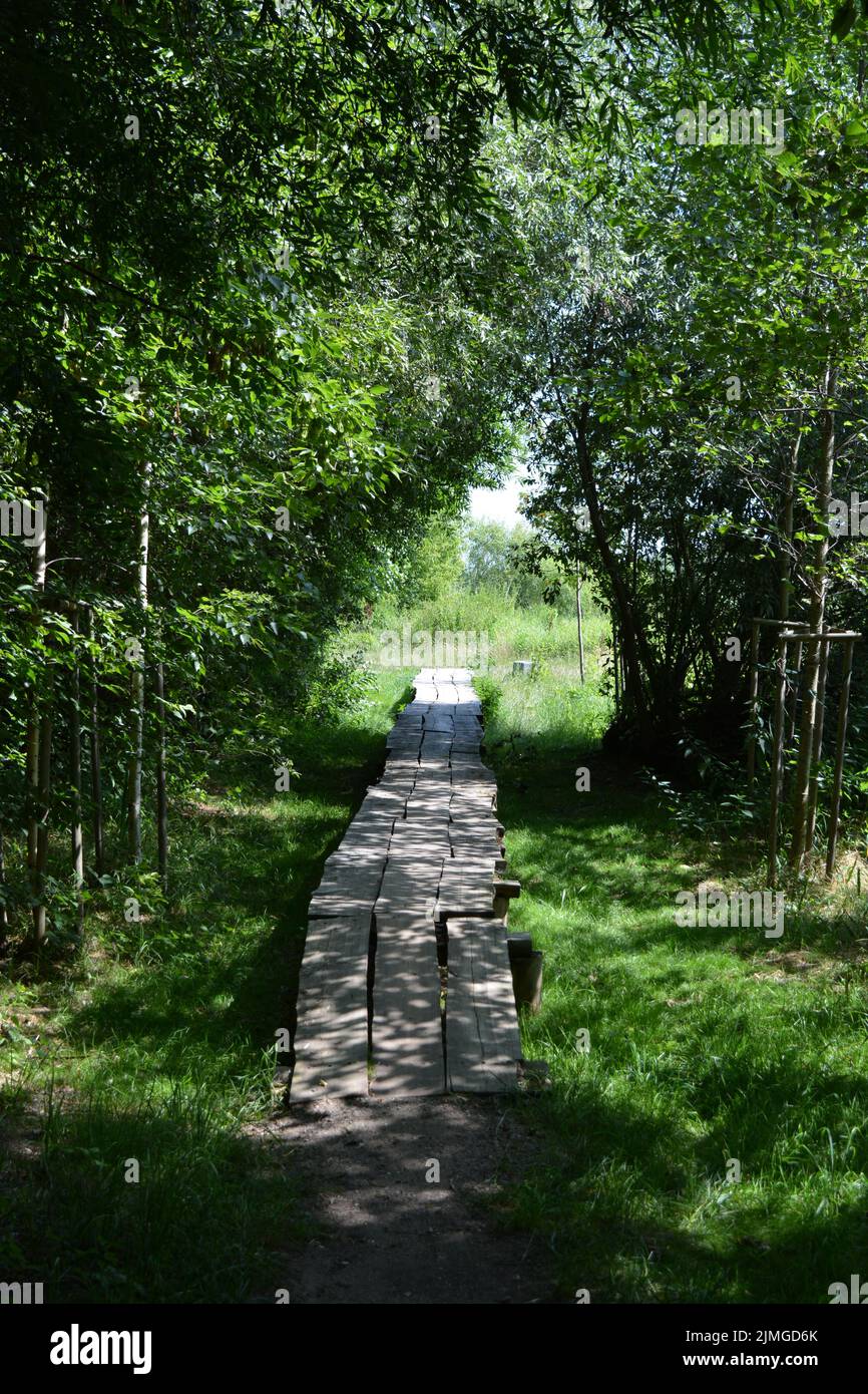 Nature of forest of deciduous trees with a path, a small walking path ...