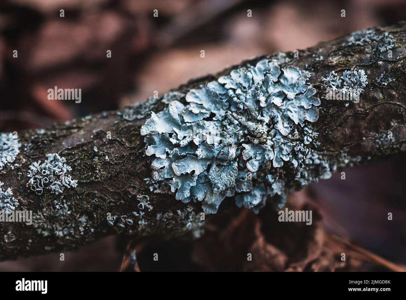 Parmelia sulcata lichen growing on a tree, grey foliose lichens closeup ...