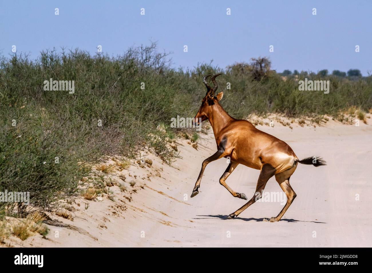 Hartebeest crossing safari road running in Kgalagadi transfrontier park ...