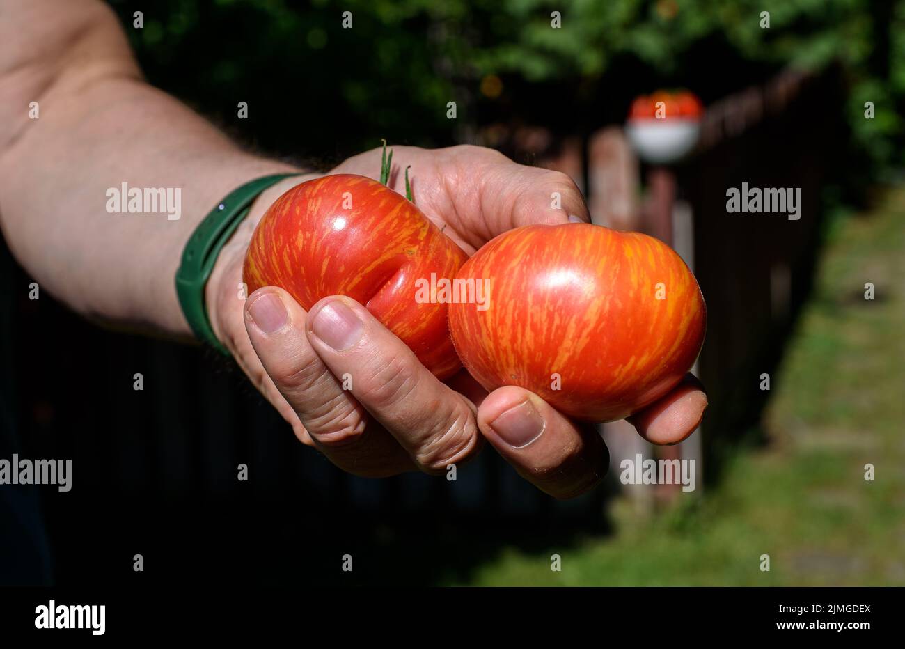 Harvesting tomatoes hands picking tomatoes hi-res stock photography and ...