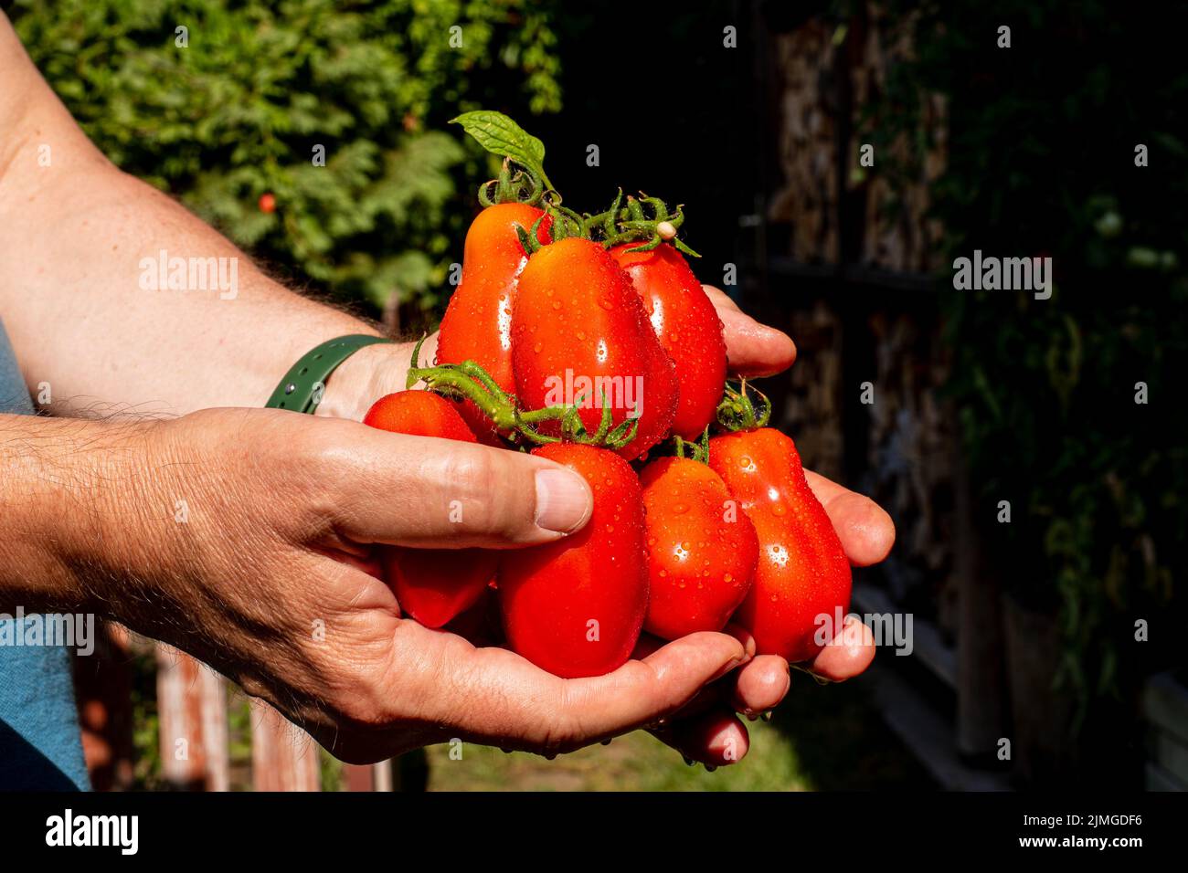 Tomatoes picking farmers hi-res stock photography and images - Alamy