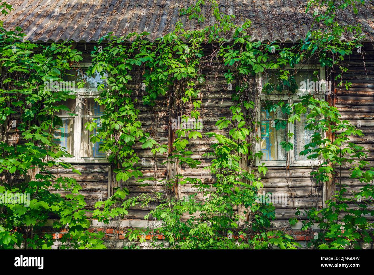 Wall with a window of an old wooden log house and overgrown plant Stock ...