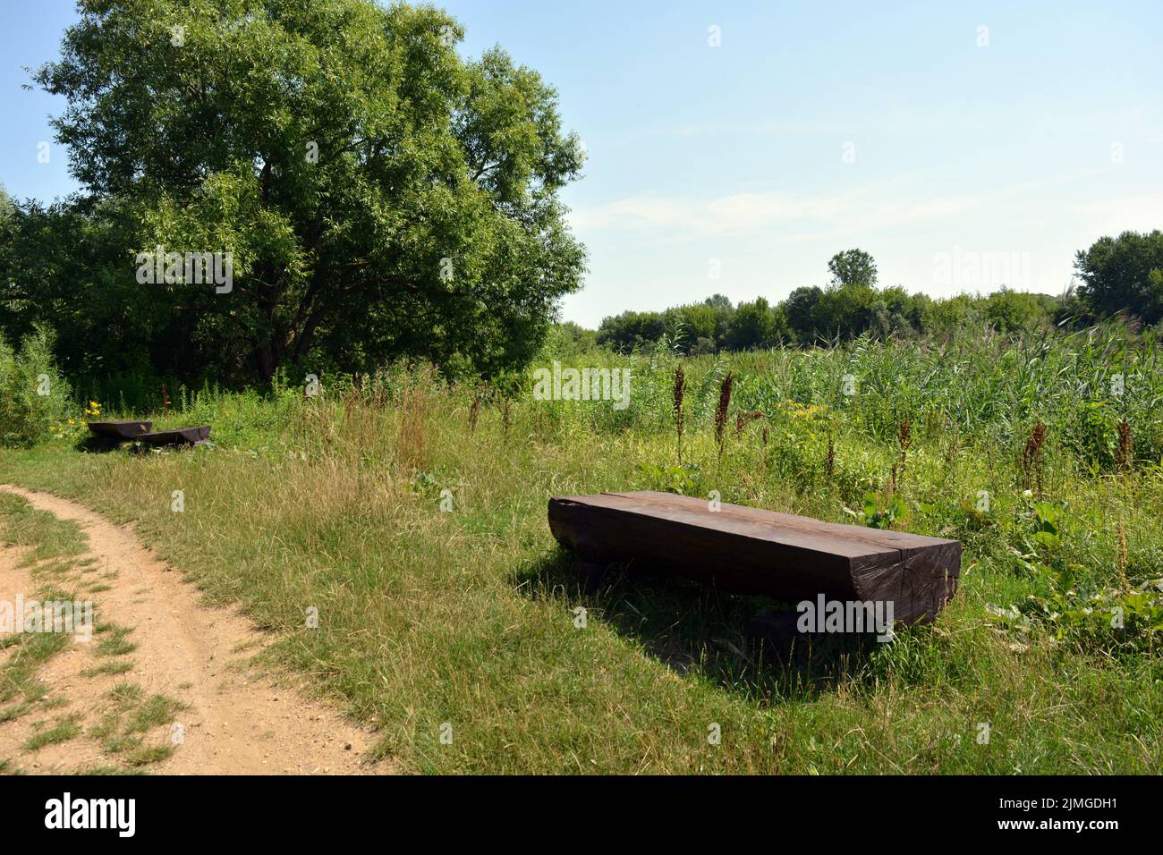 Nature of forest of deciduous trees with a path, a small walking path ...