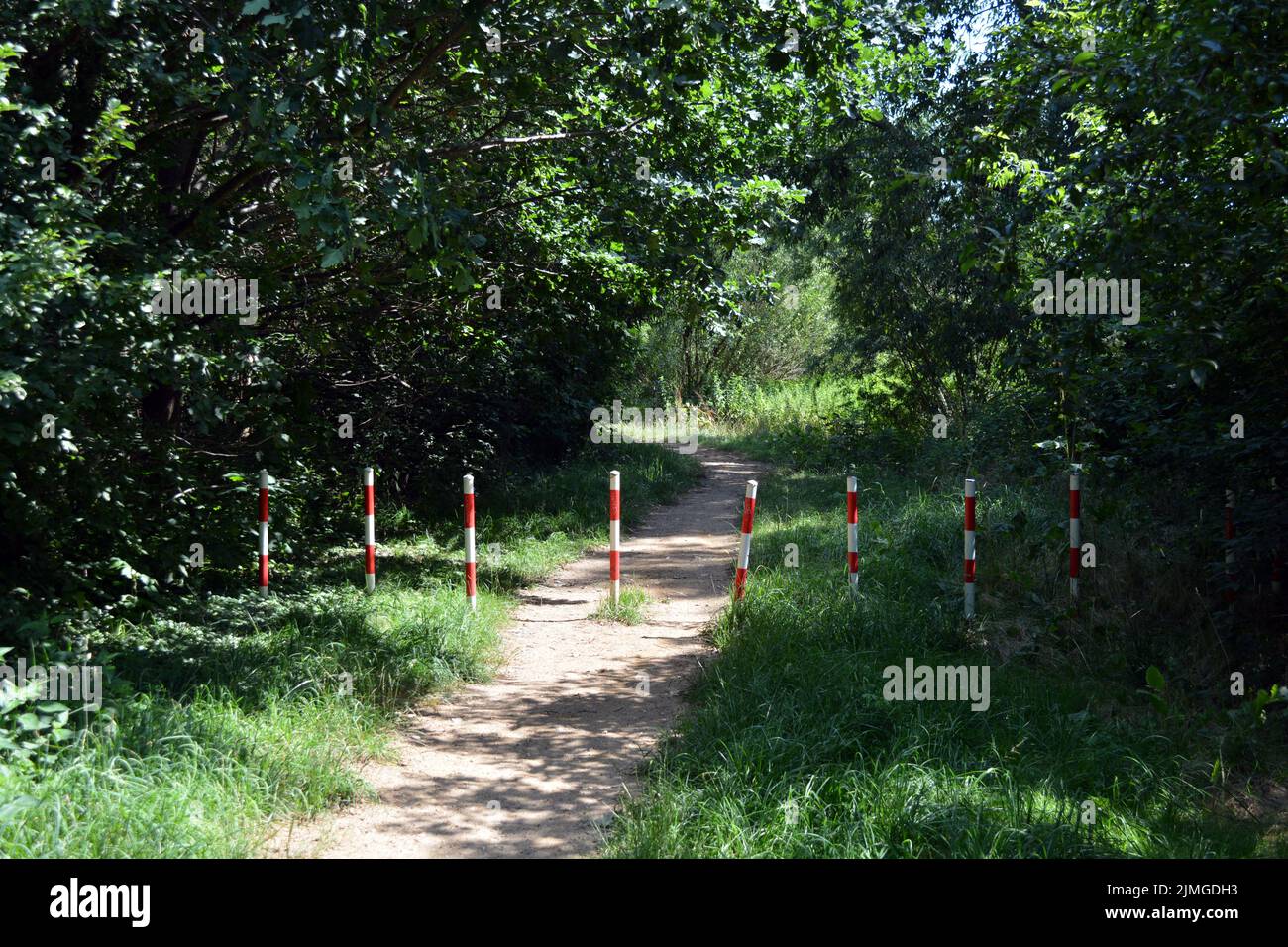 Nature of forest of deciduous trees with a path, a small walking path ...