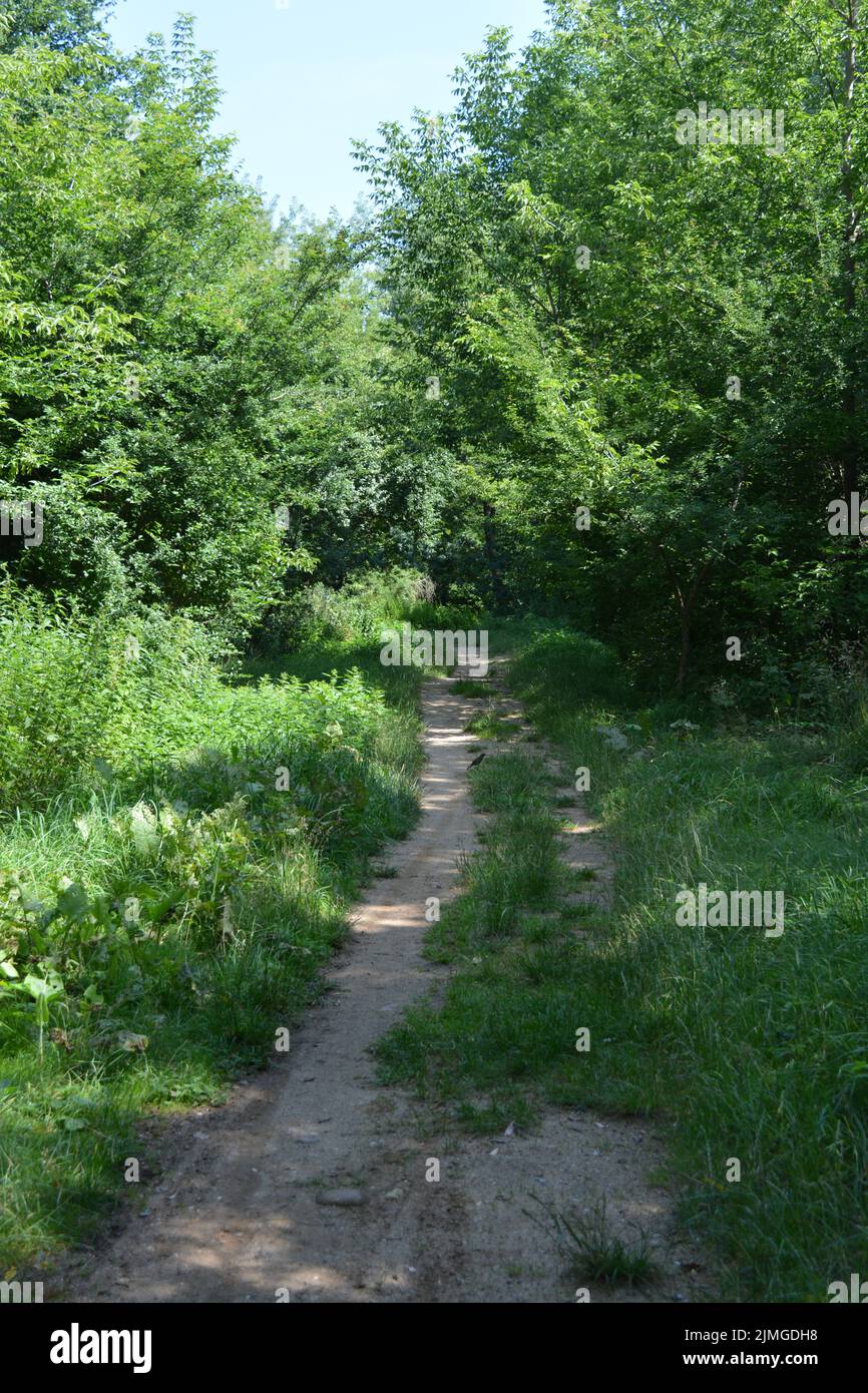 Nature of forest of deciduous trees with a path, a small walking path ...