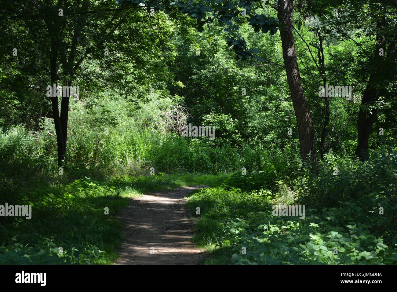 Nature of forest of deciduous trees with a path, a small walking path ...