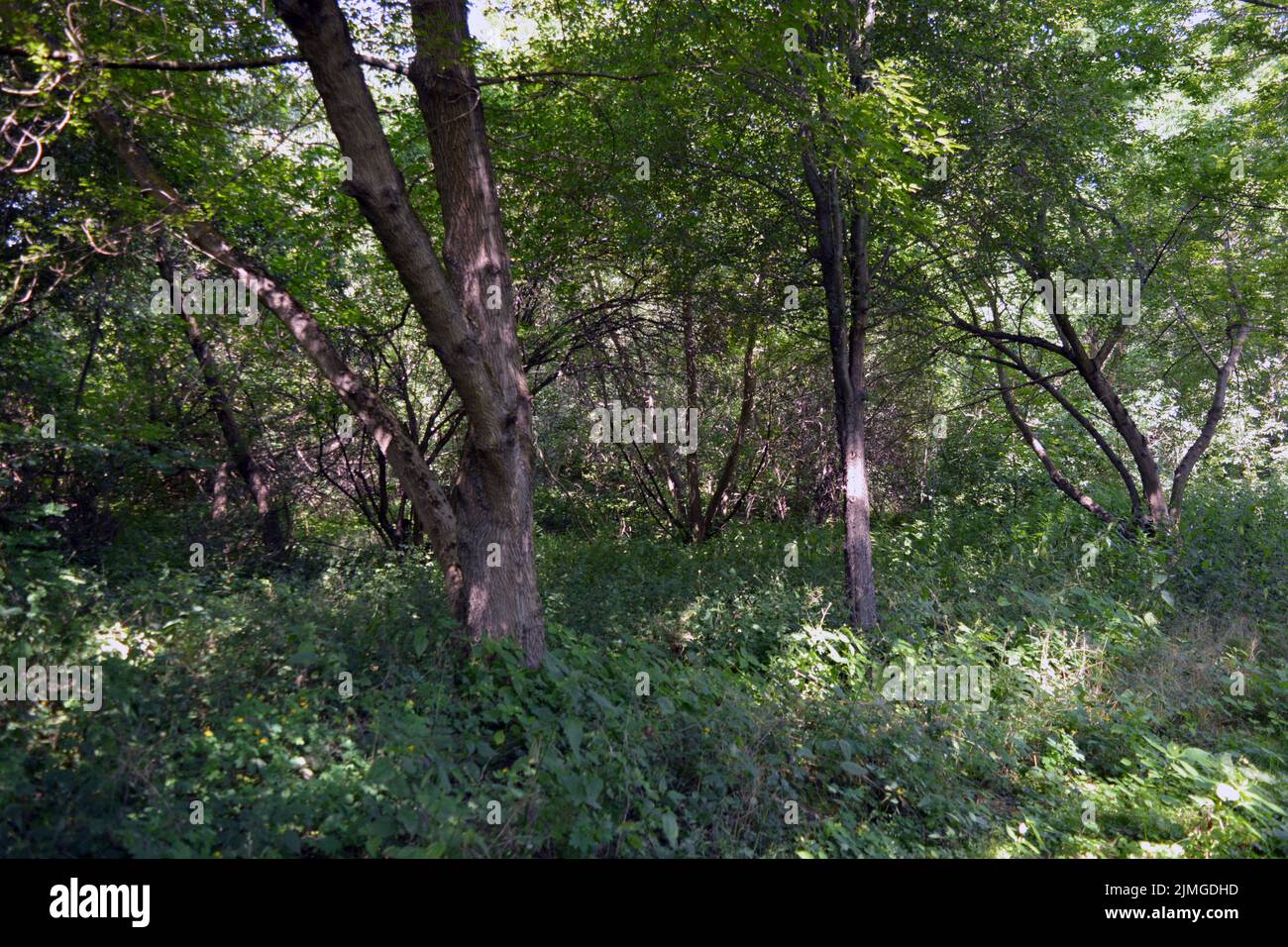 Nature of forest of deciduous trees with a path, a small walking path ...