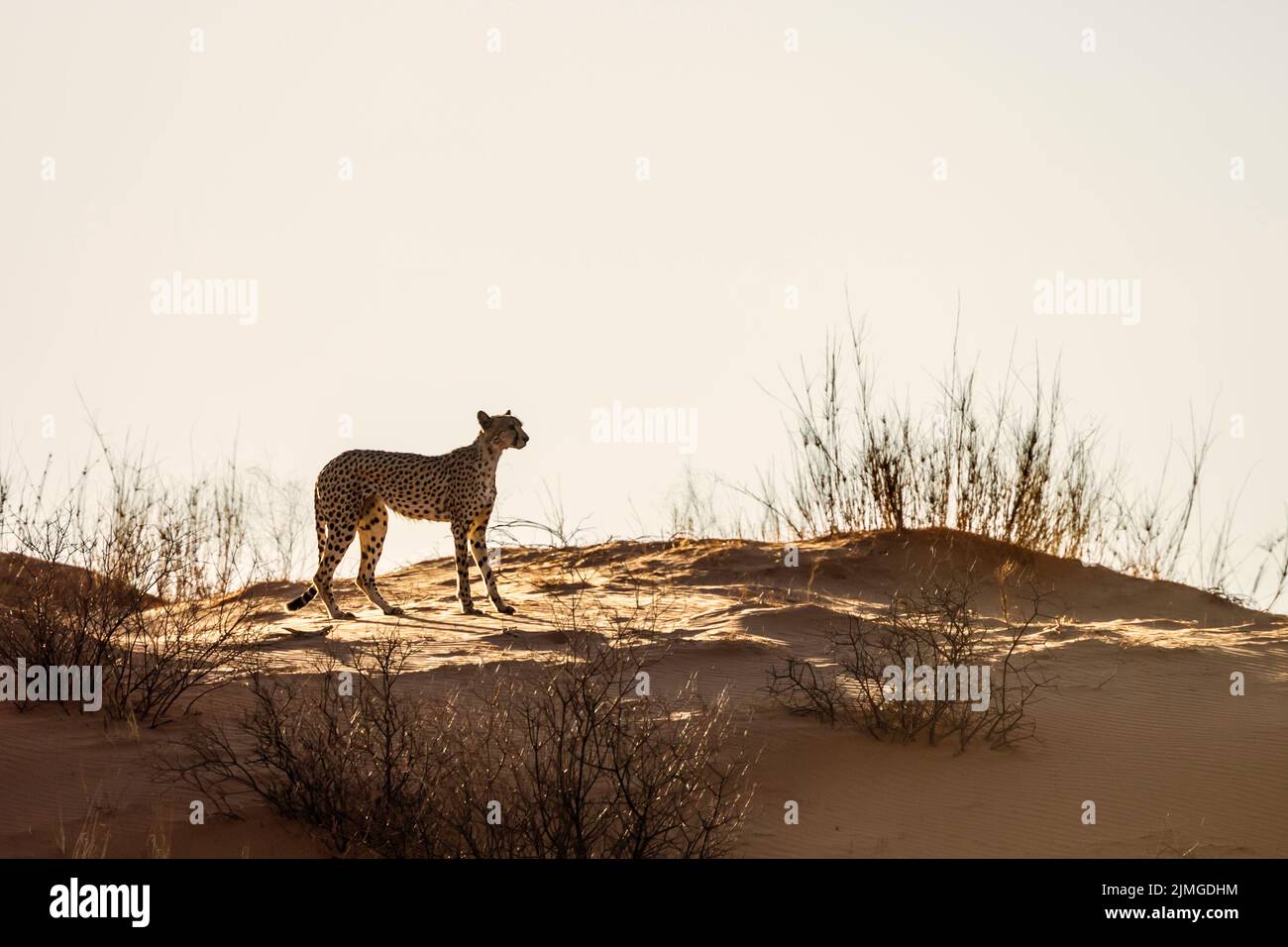 Cheetah walking in sand dune at dawn in Kgalagadi transfrontier park ...