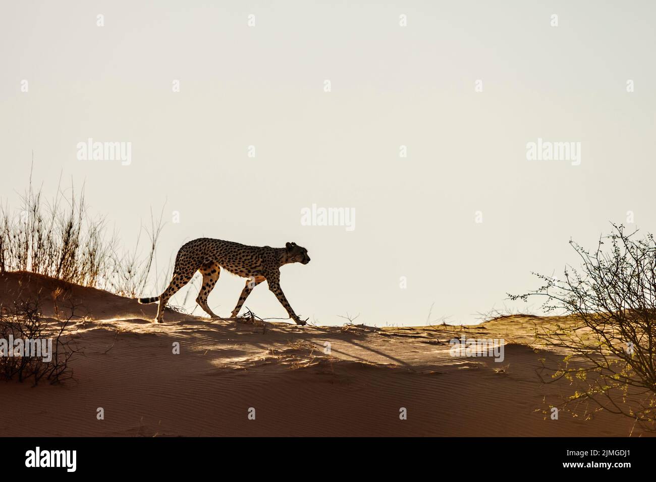 Cheetah walking in sand dune isolated in sky in Kgalagadi transfrontier ...