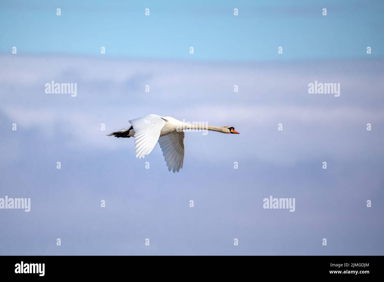 Swan head in flight hi-res stock photography and images - Alamy