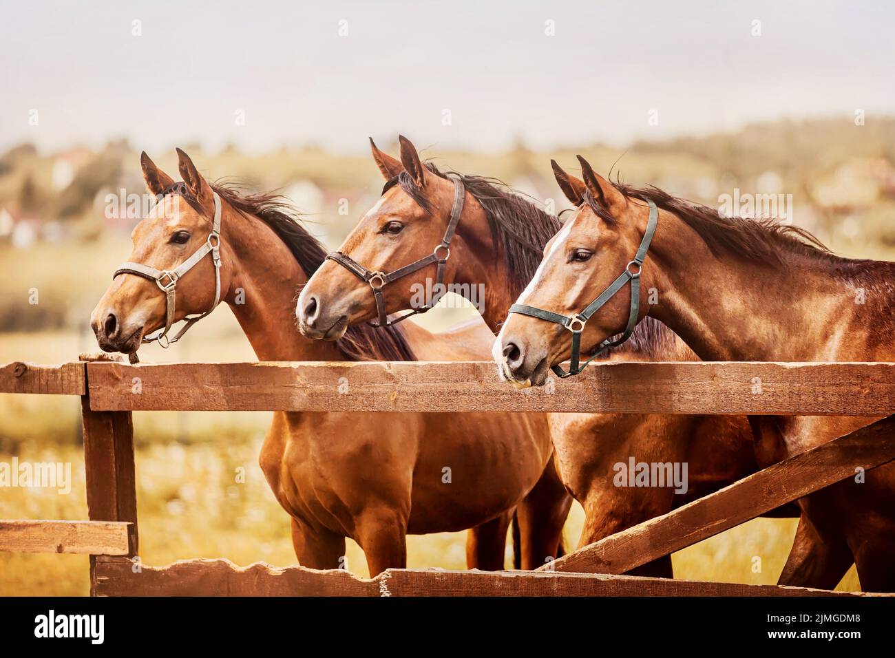 Three beautiful bay horses stand in profile next to each other in a ...