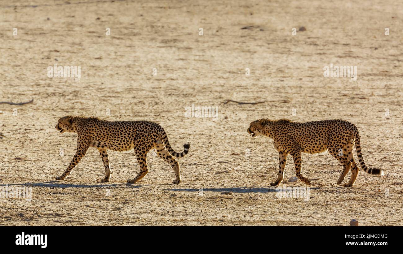 Cheetah couple walking on desert land in Kgalagadi transfrontier park ...
