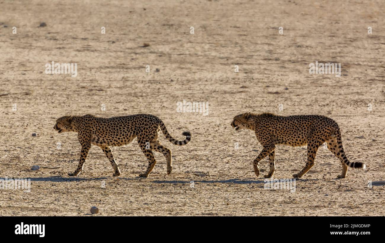 Cheetah couple walking on desert land in Kgalagadi transfrontier park ...