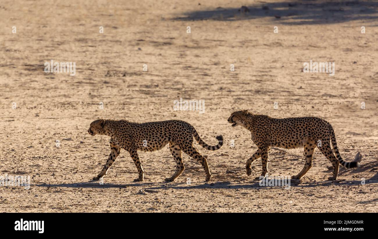 Cheetah couple walking on desert land in Kgalagadi transfrontier park ...
