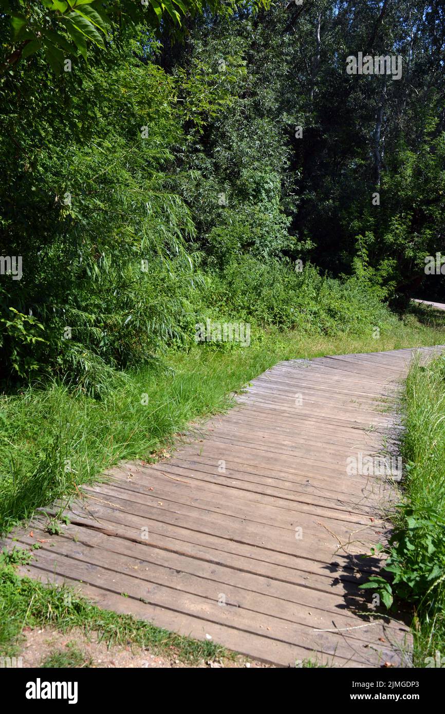 Nature of forest of deciduous trees with a path, a small walking path ...