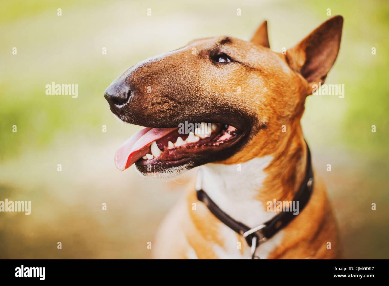 Portrait of a happy ginger bull terrier who sits on a summer day with ...