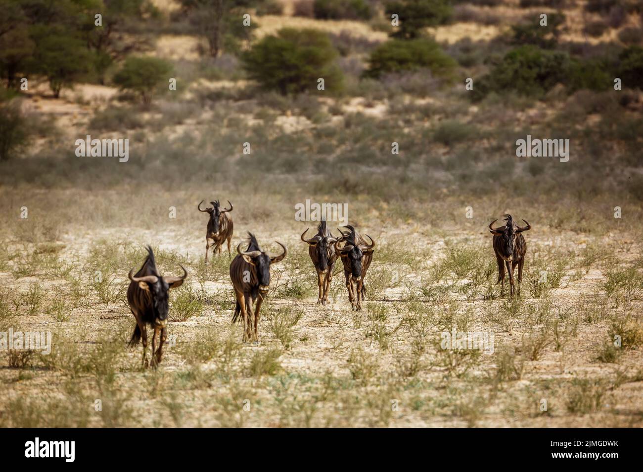 Blue wildebeest walking front view in savannah in Kgalagadi ...
