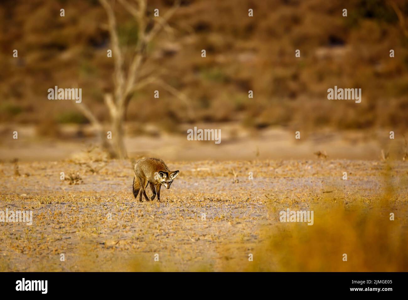 Bat-eared fox walking front view in dry land in Kgalagadi transfrontier ...