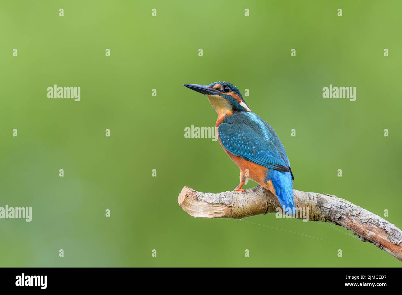 Common Kingfisher (Alcedo atthis Stock Photo - Alamy